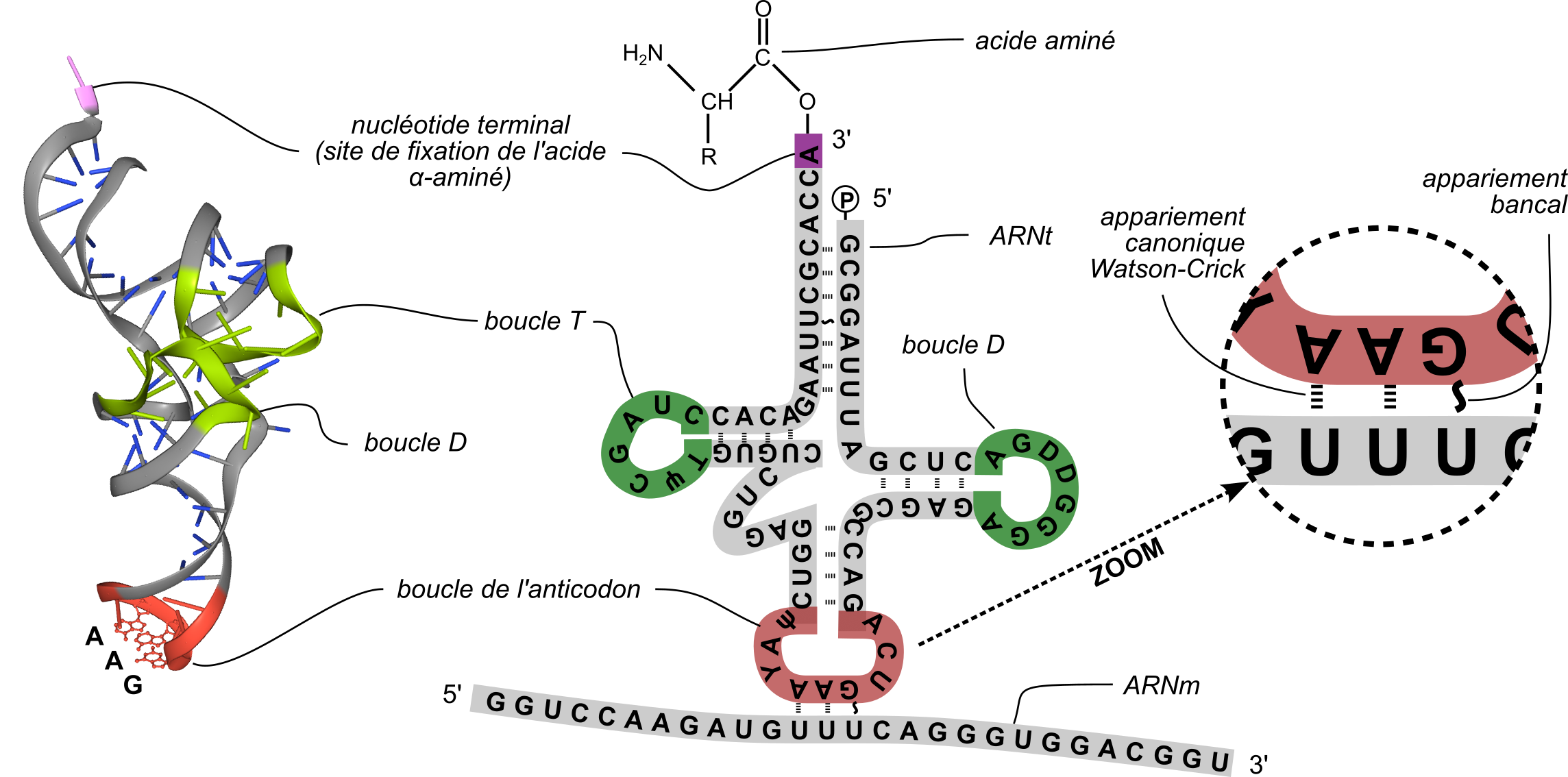 Fonctionnement simplifié des aminoacyl-ARNt-synthétases | Planet-Vie